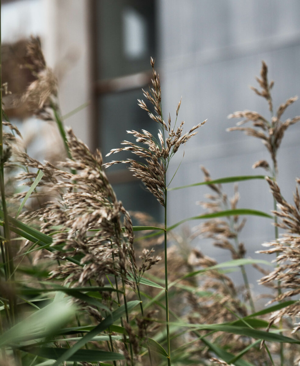 Johan Carle - Mannheimer Swartling